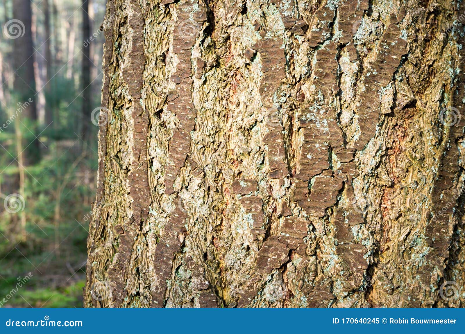 Close Up of Texture of a Pine Tree in Forest Stock Image - Image of ...