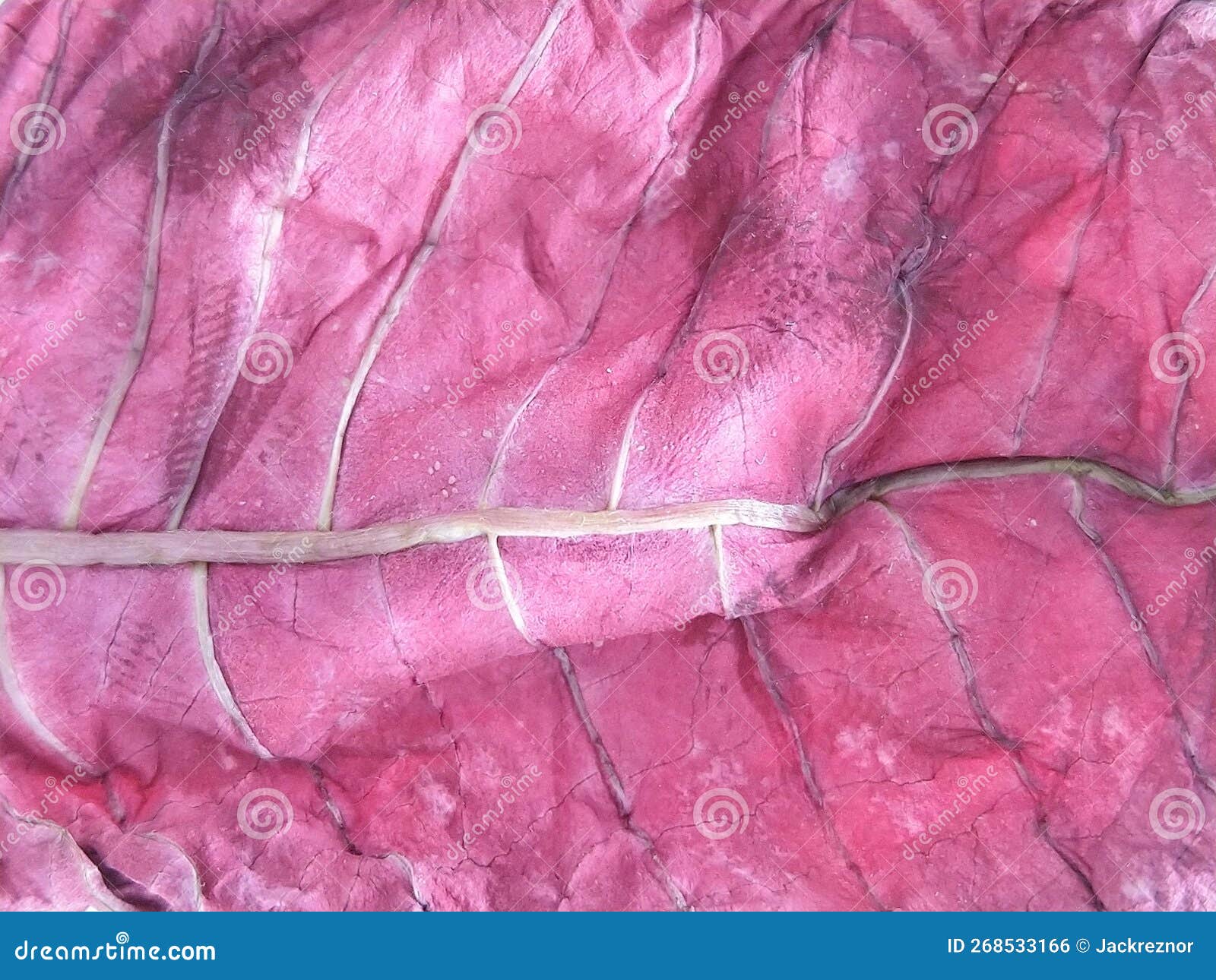 Close Up Texture of Pink Leaf Stock Photo - Image of texture, petal ...