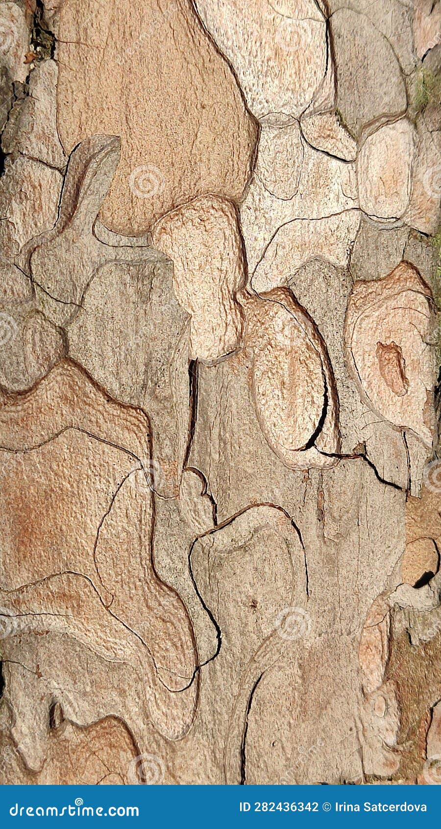 Close Up Texture of a Ponderosa Pine Tree Bark Stock Photo - Image of ...