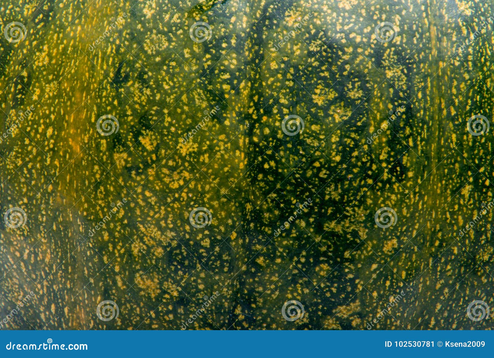 Close-up Texture of a Pumpkin Stock Image - Image of produce, ripe ...