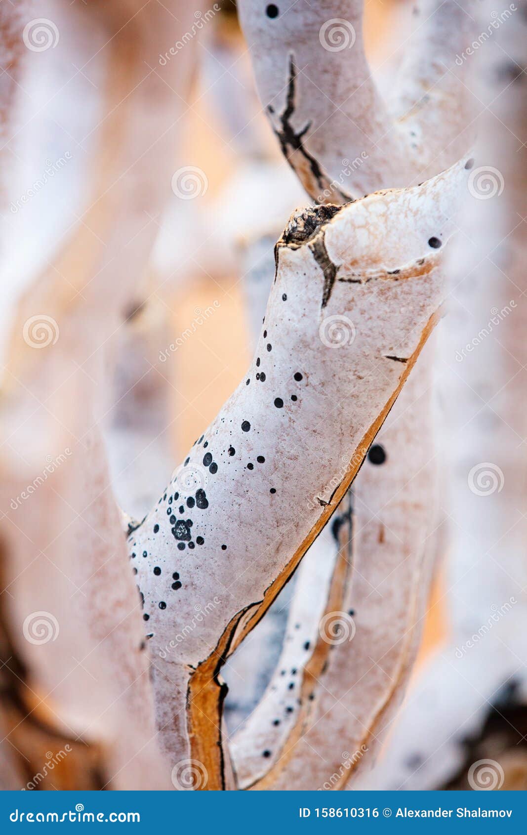 Texture of quiver tree stock photo. Image of aloe, quiver - 158610316