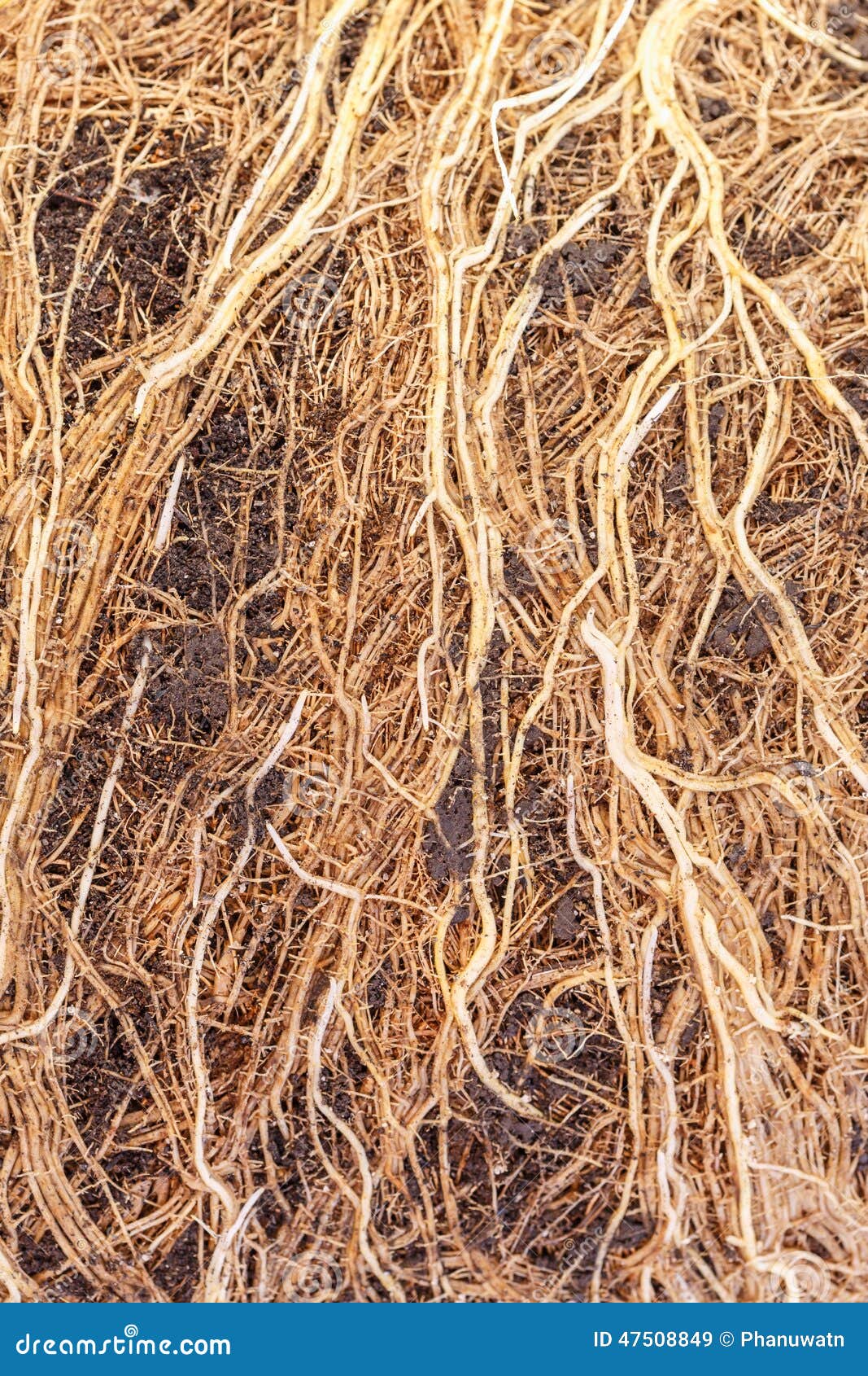 Texture Of Root Oak, Wood Texture Stock Photography | CartoonDealer.com ...