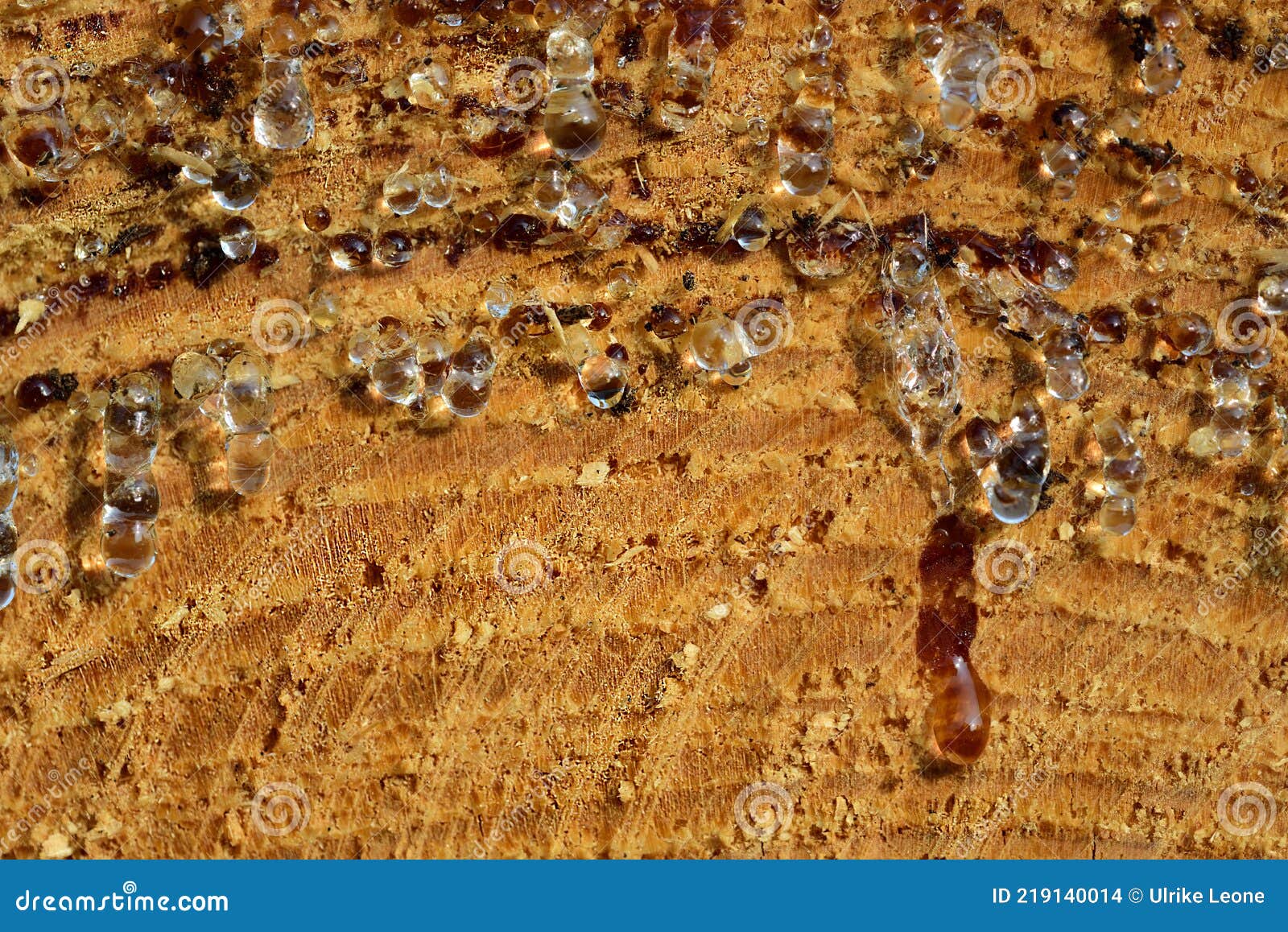 Close-up and Texture of a Sawed-off Tree Trunk with Many Drops of Resin ...