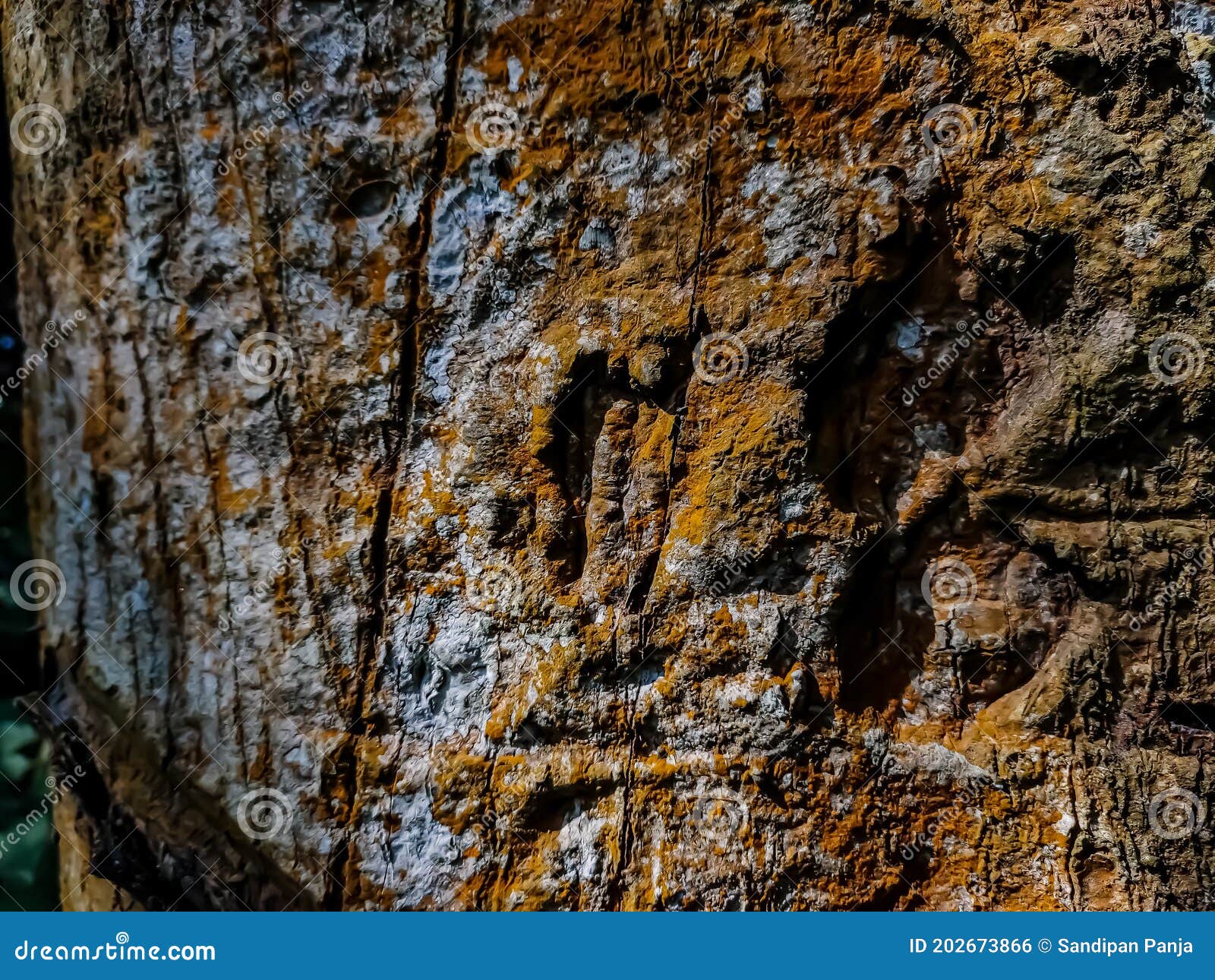 This is the Close-up and Texture Shot of the Mango Bark when Morning ...