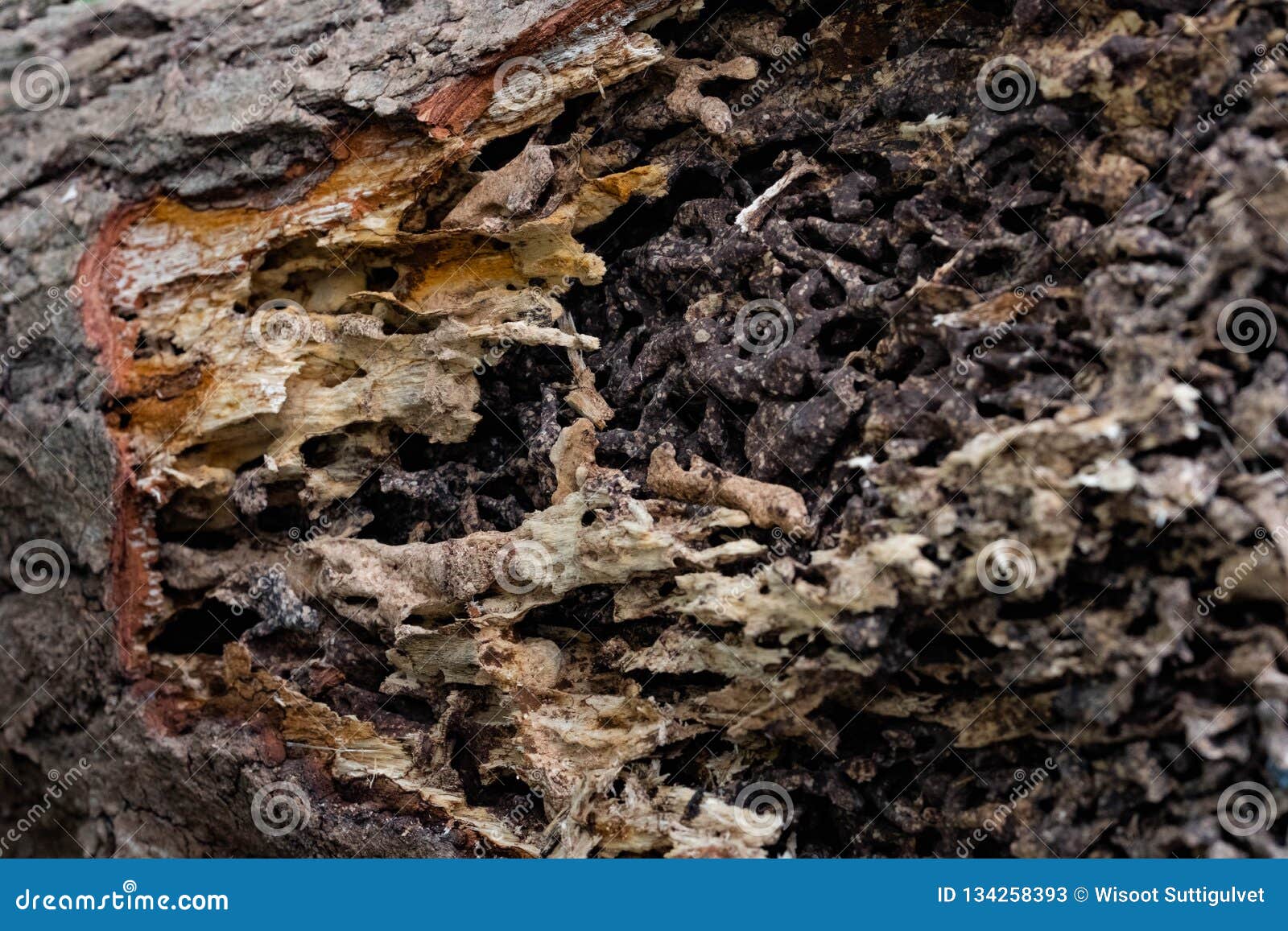 Close Up Texture and Structure the Termite Nests in Decaying Trunk of ...
