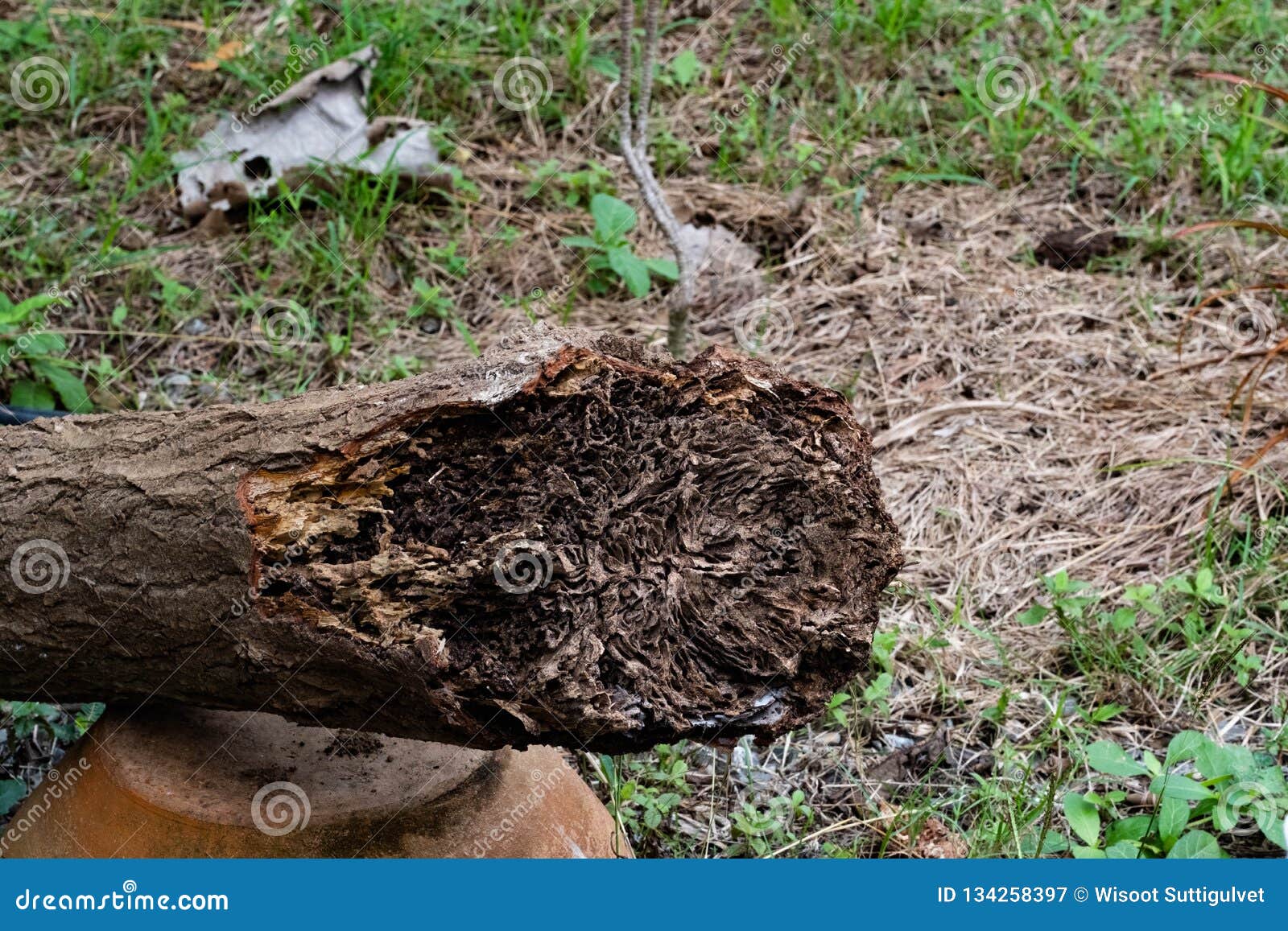 Close Up Texture and Structure the Termite Nests in Decaying Trunk of ...