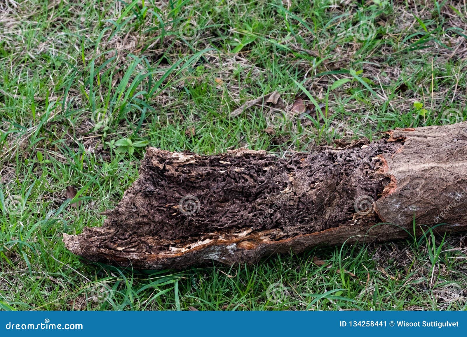 Close Up Texture and Structure the Termite Nests in Decaying Trunk of ...
