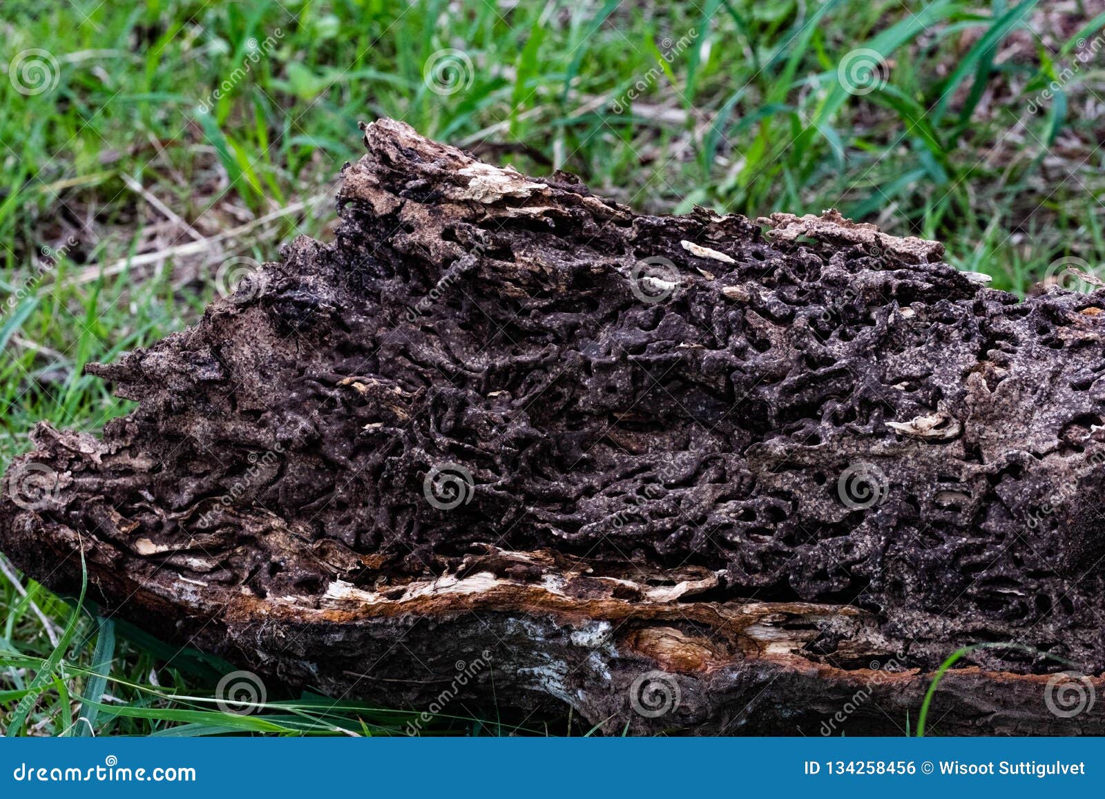 Close Up Texture and Structure the Termite Nests in Decaying Trunk of ...