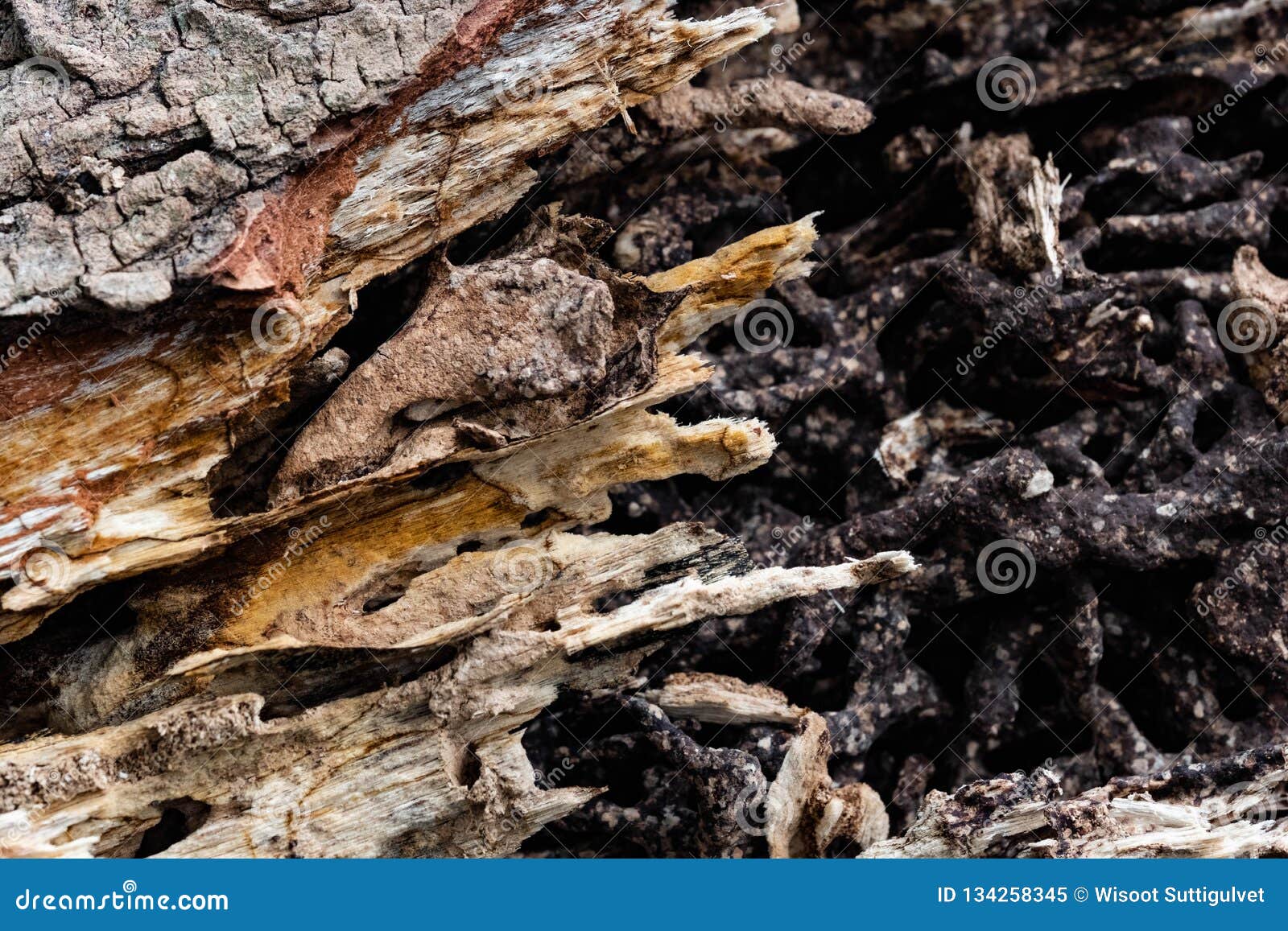 Close Up Texture and Structure the Termite Nests in Decaying Trunk of ...