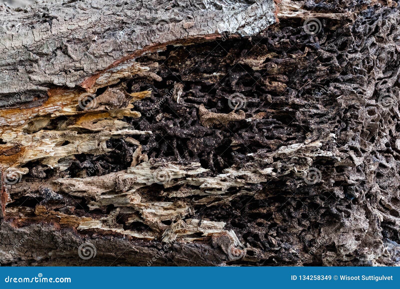 Close Up Texture and Structure the Termite Nests in Decaying Trunk of ...