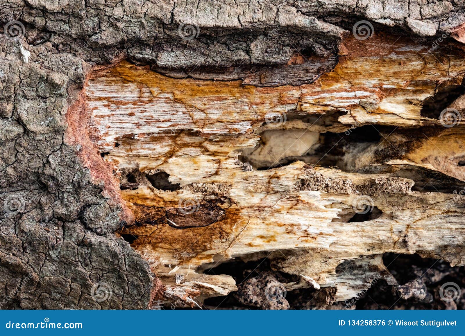 Close Up Texture and Structure the Termite Nests in Decaying Trunk of ...