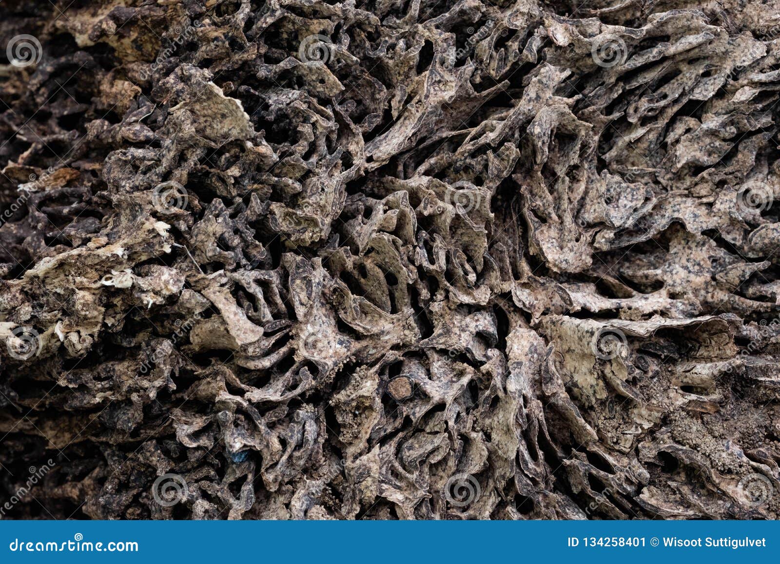 Close Up Texture and Structure the Termite Nests in Decaying Trunk of ...