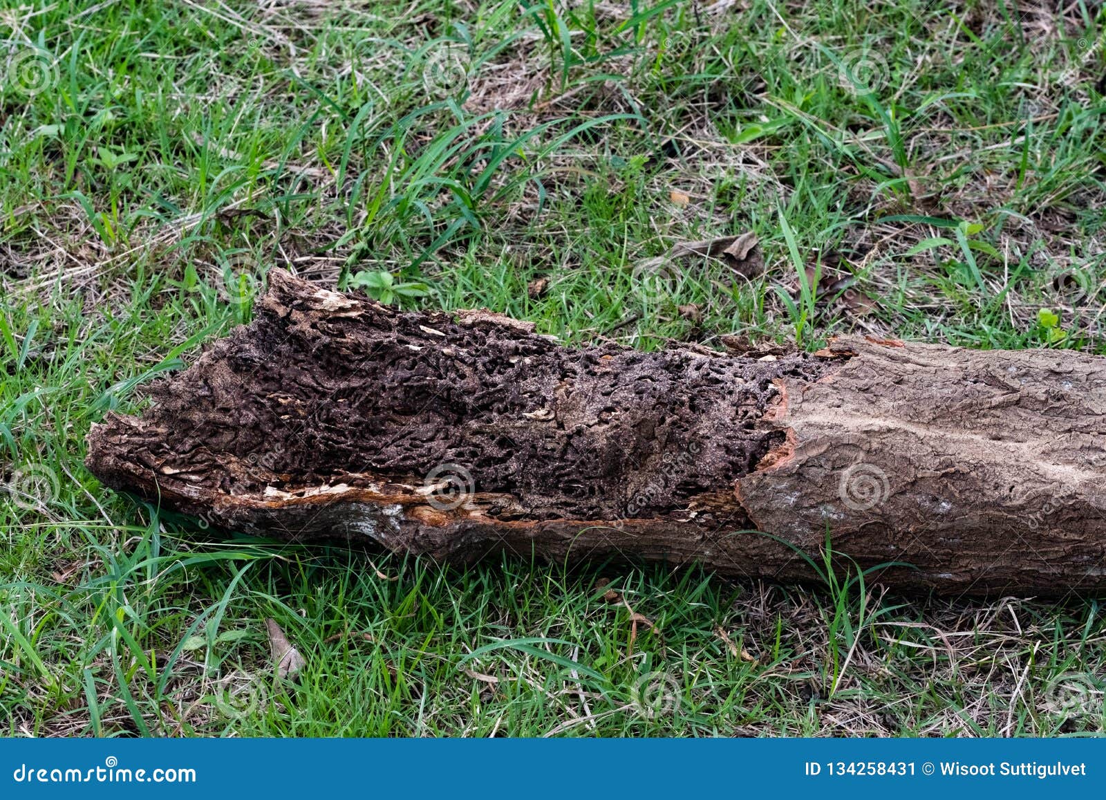 Close Up Texture and Structure the Termite Nests in Decaying Trunk of ...