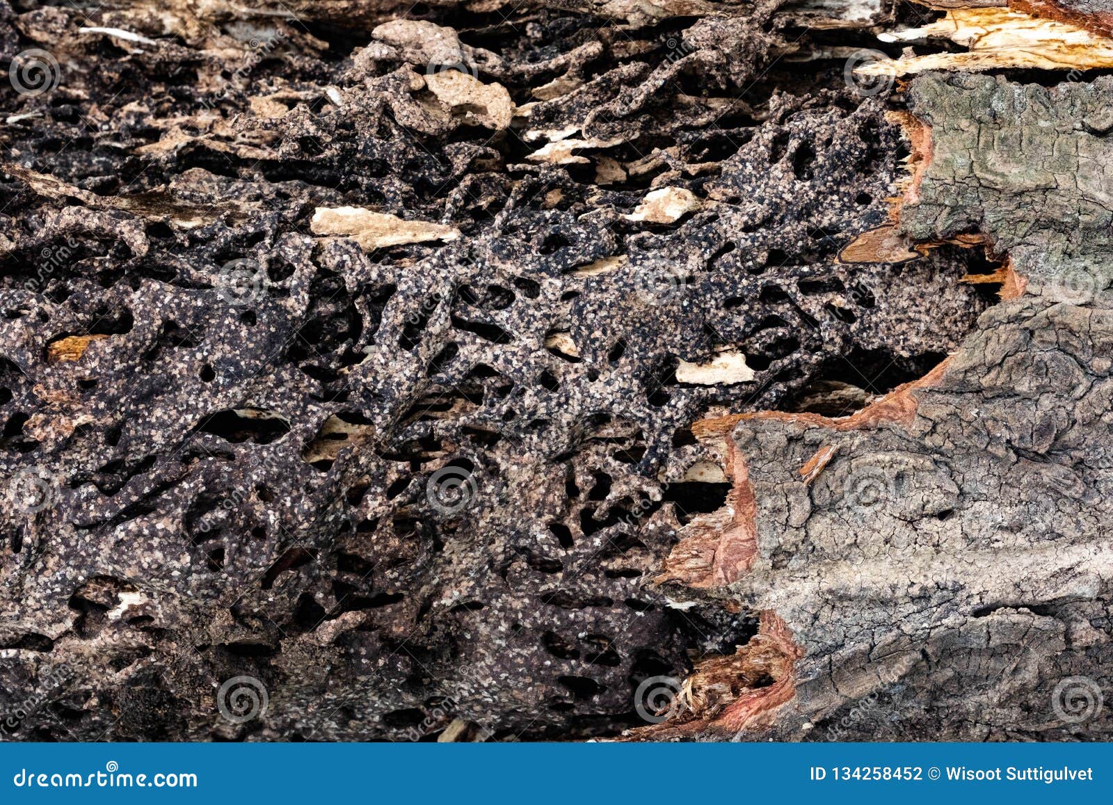 Close Up Texture and Structure the Termite Nests in Decaying Trunk of ...