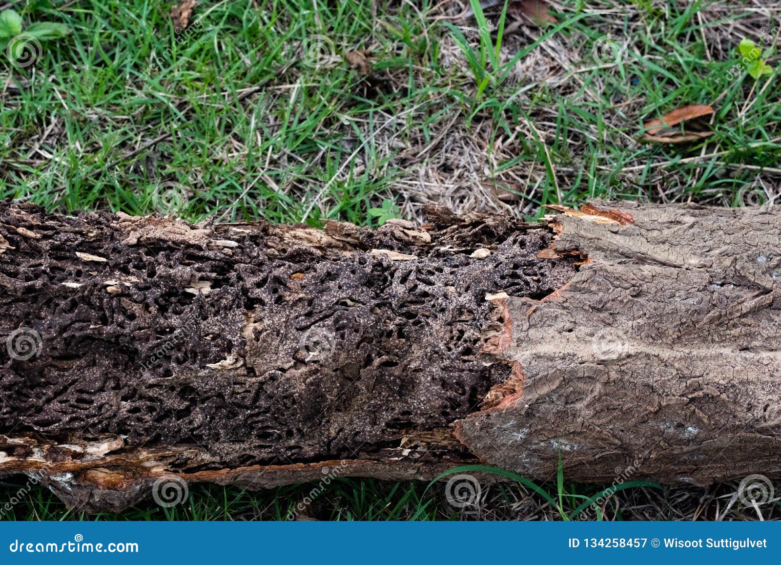 Close Up Texture and Structure the Termite Nests in Decaying Trunk of ...