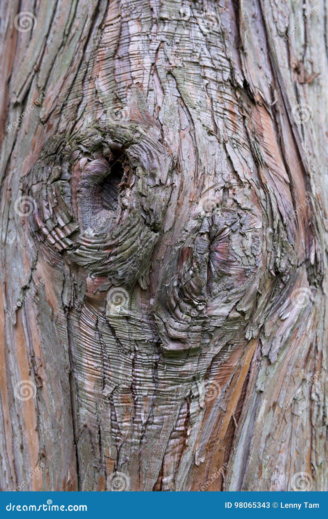 Close Up the Texture and Surface of Rough Tree Skin Stock Image - Image ...