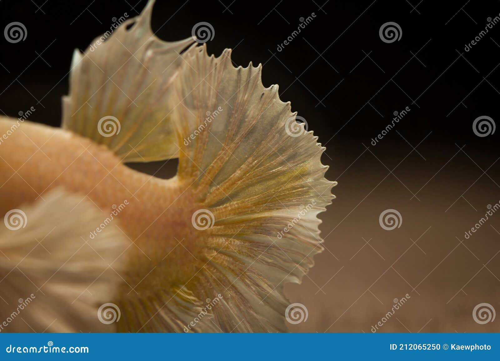 Close Up Texture of Tail Fighting Fish Stock Photo - Image of siamese ...