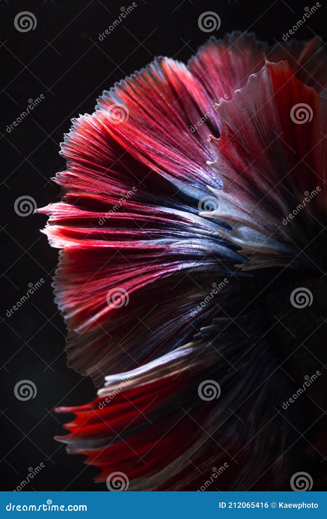 Close Up Texture of Tail Fighting Fish Stock Photo - Image of aquatic ...