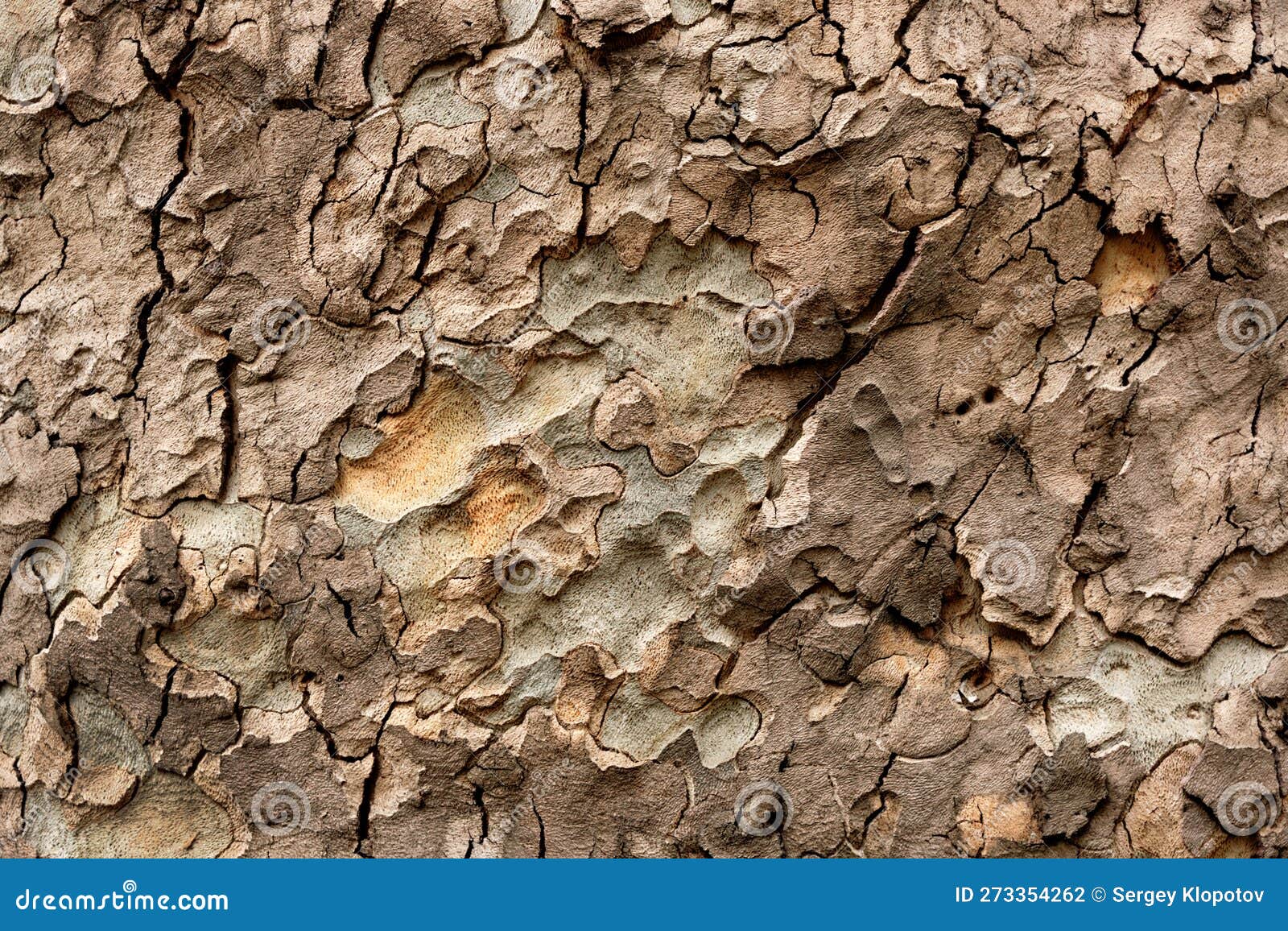 Close-up Texture of Tree Bark in Brown Beige Tones Stock Photo - Image ...