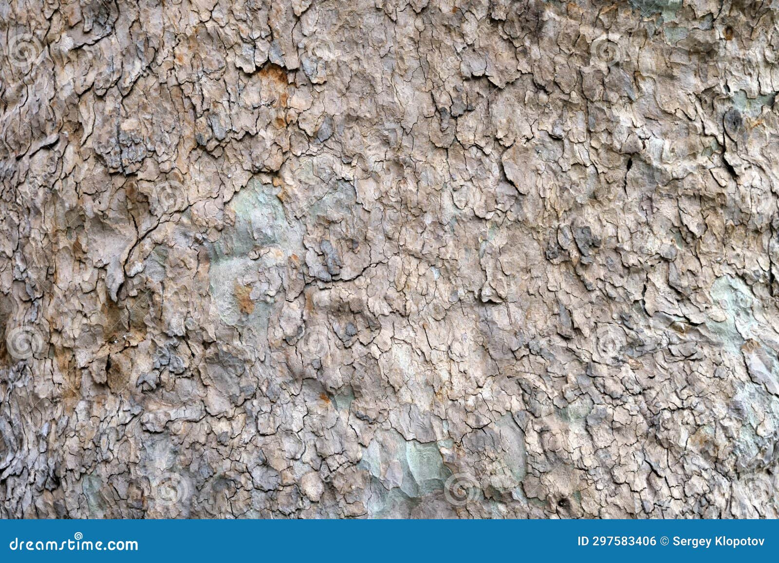 Close-up Texture of Tree Bark in Brown Beige Tones Stock Photo - Image ...