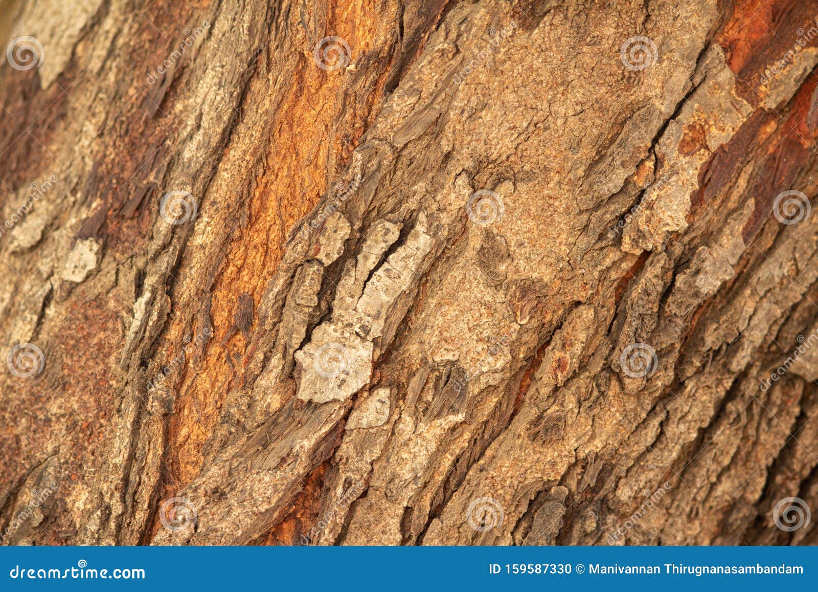 Close Up of Texture of Tree Bark in the Forest in Natural Sunlight ...