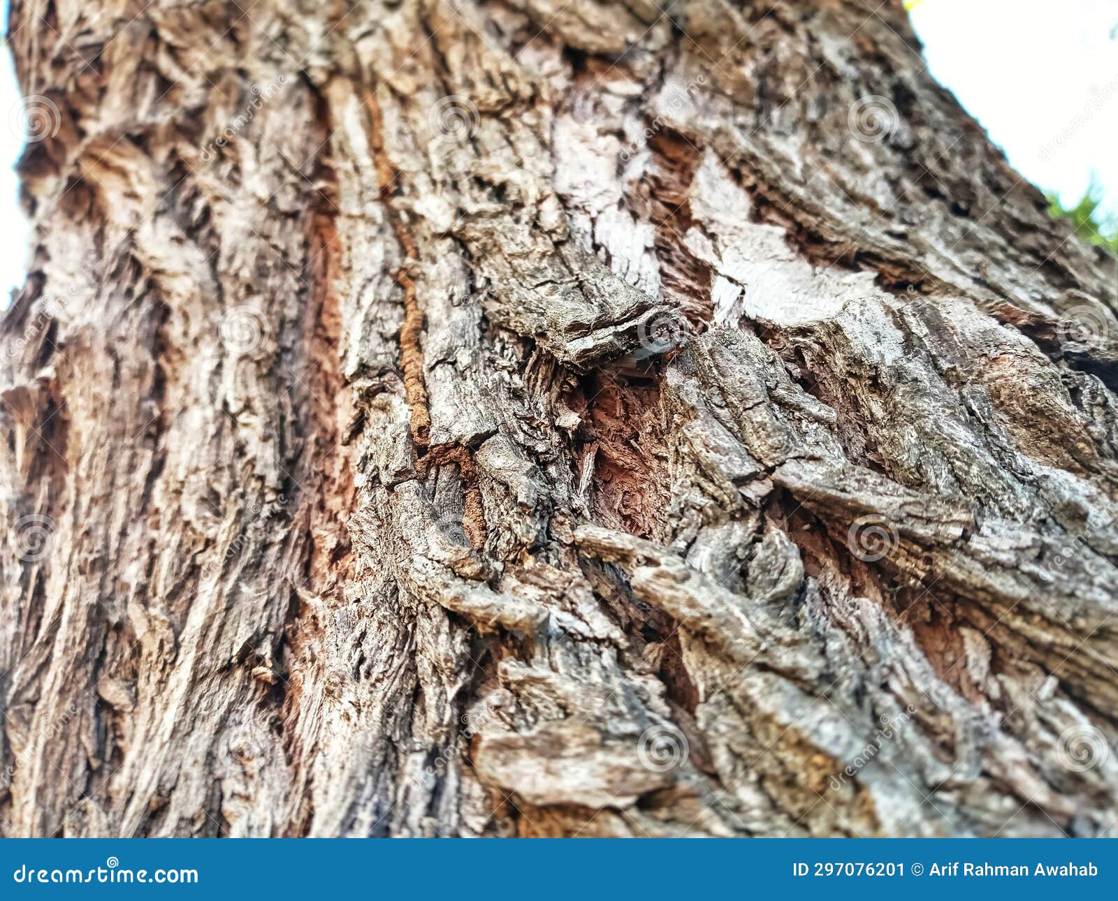 Close Up and Texture of a Tree Trunk, Suitable for Background Use Stock ...