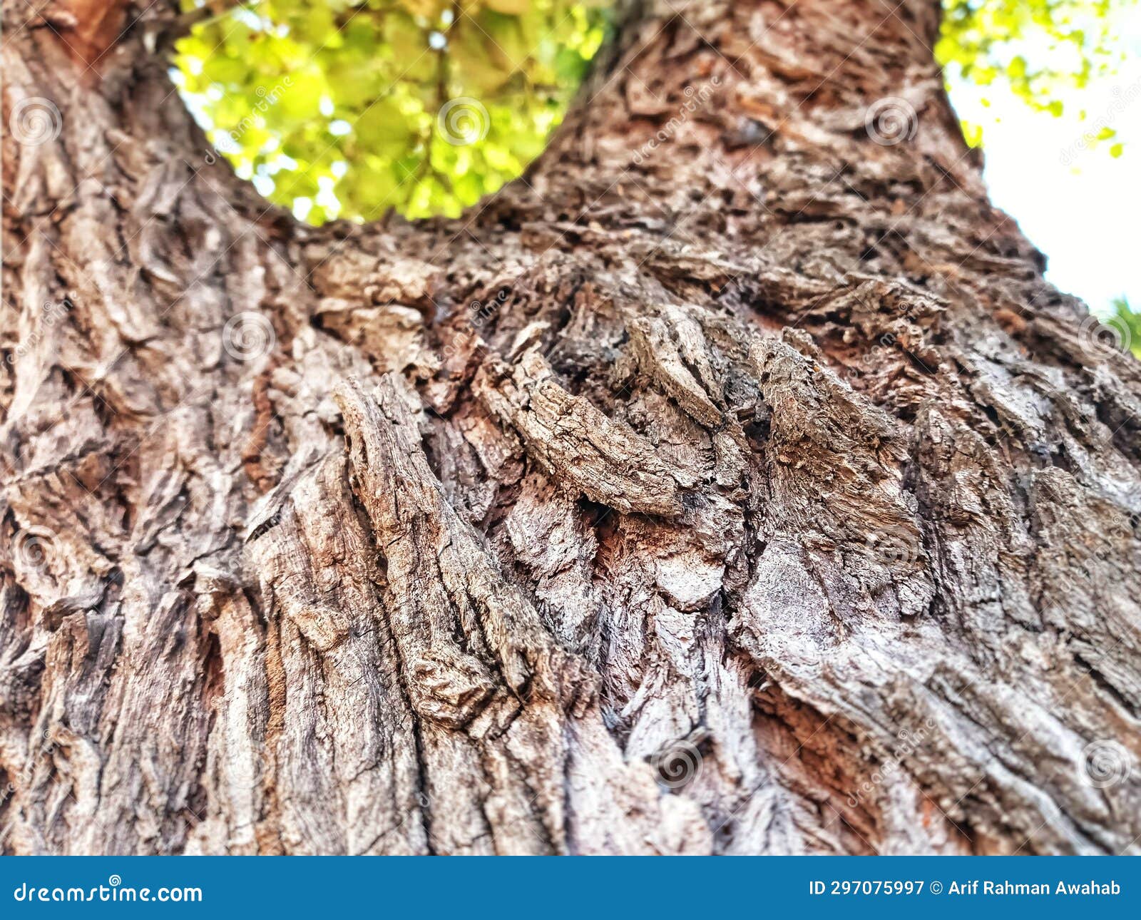 Close Up and Texture of a Tree Trunk, Suitable for Background Use Stock ...