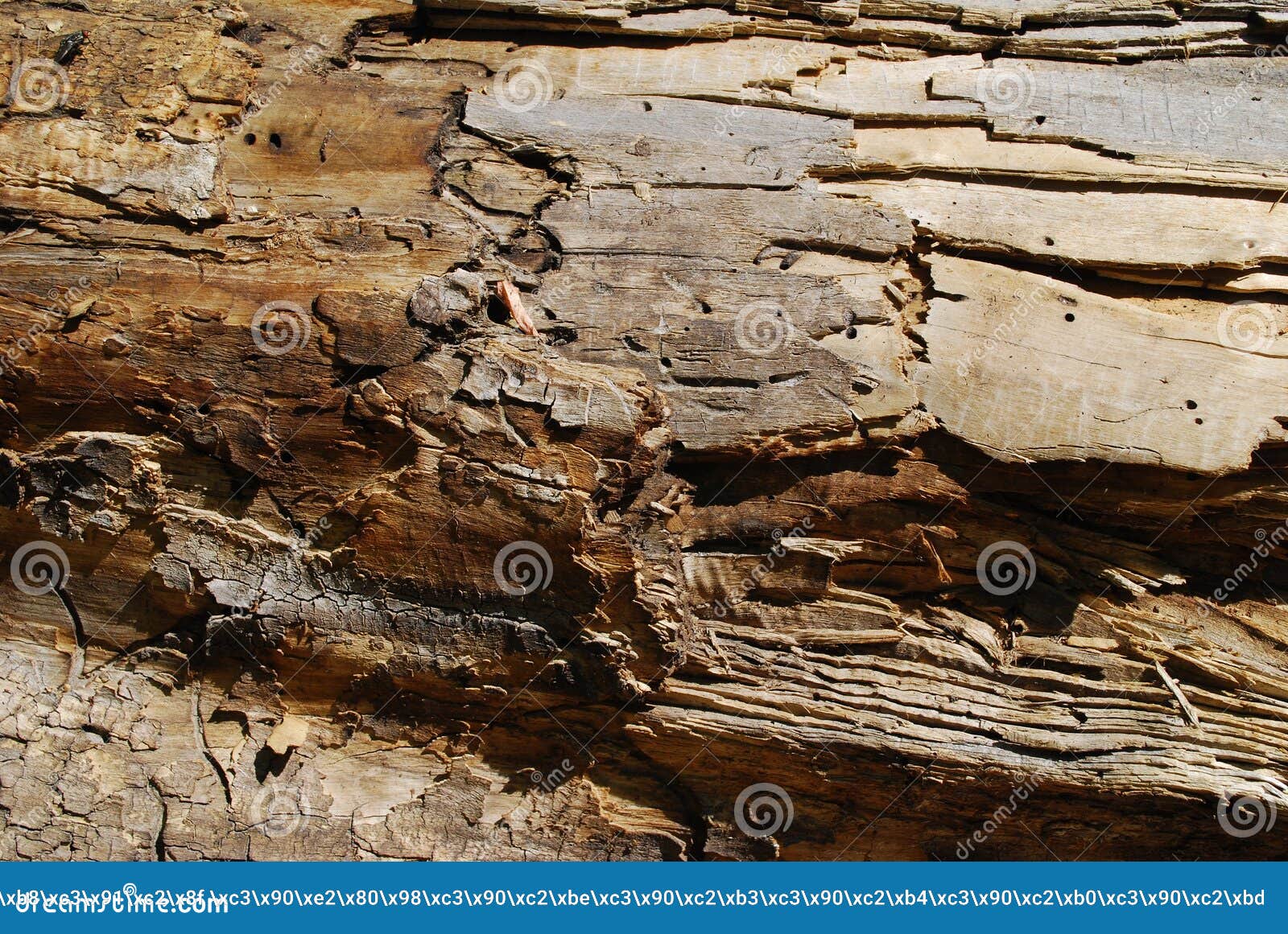 Close-up Texture of a Trevine Tree Stock Photo - Image of hardwood ...