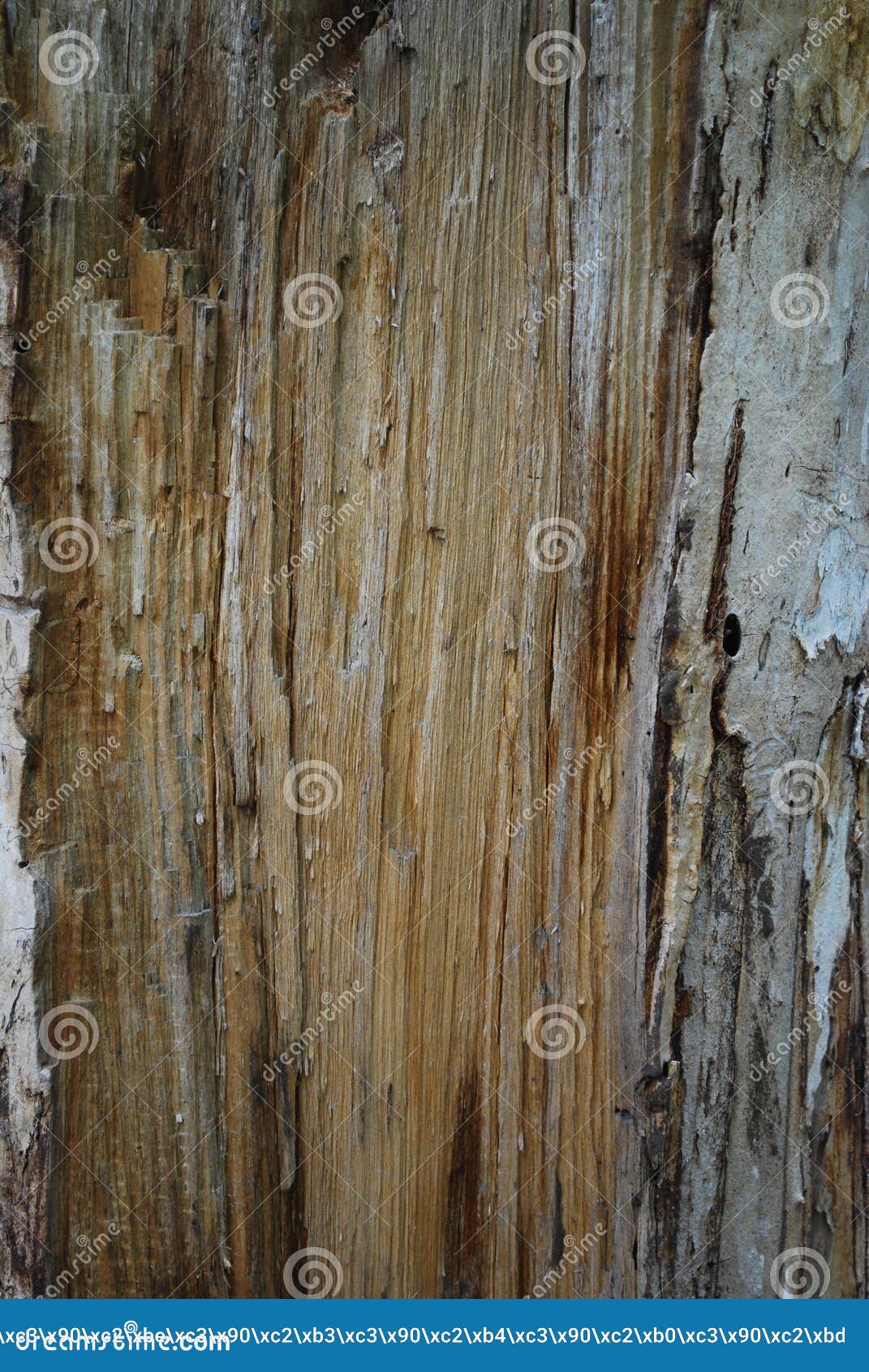 Close-up Texture of a Trevine Tree Stock Photo - Image of cooking, dark ...