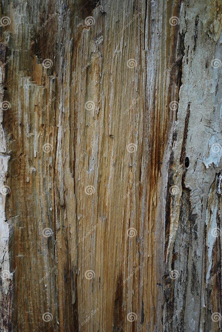 Close-up Texture of a Trevine Tree Stock Photo - Image of cooking, dark ...