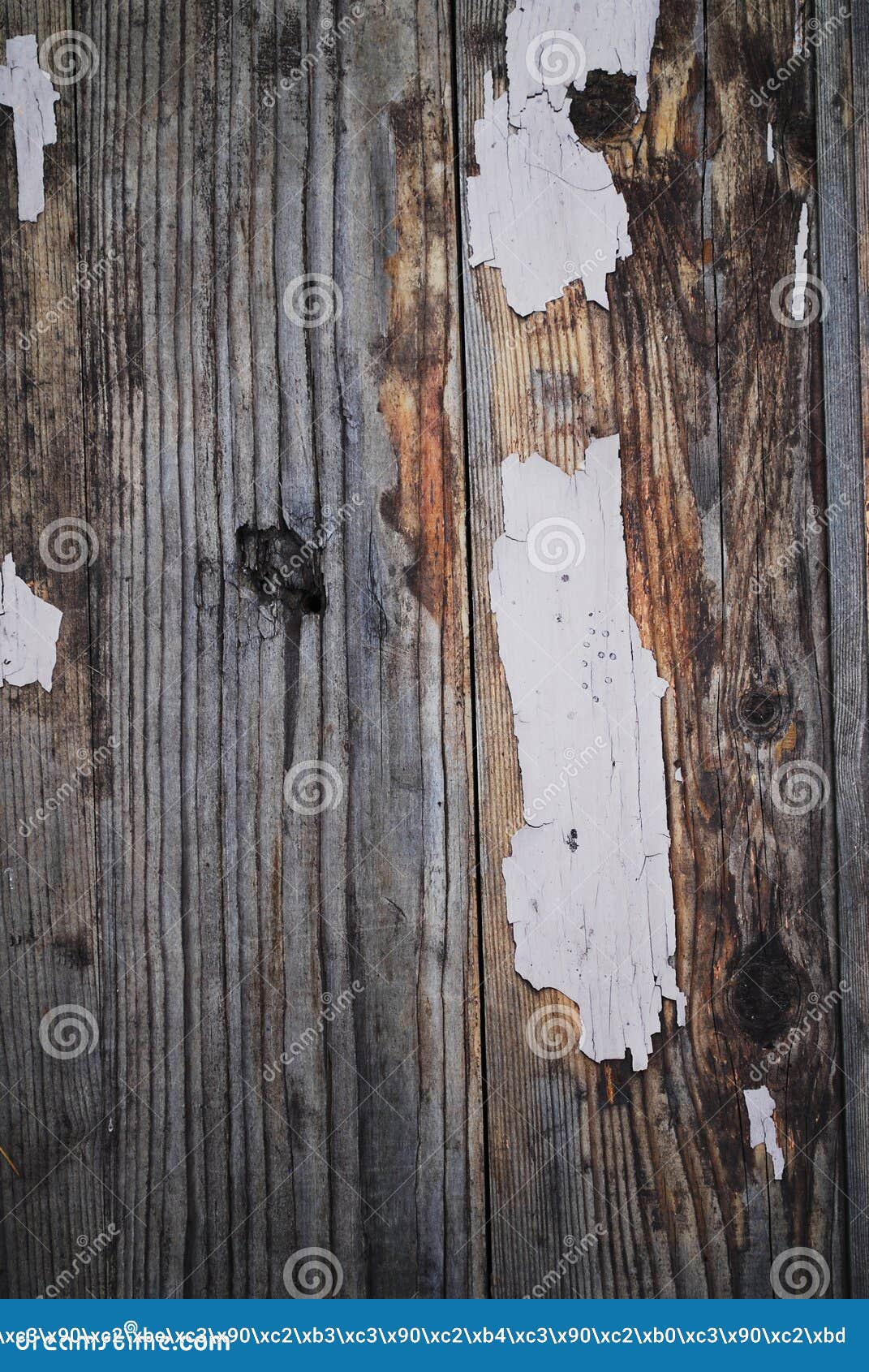 Close-up Texture of a Trevine Tree Stock Photo - Image of board ...
