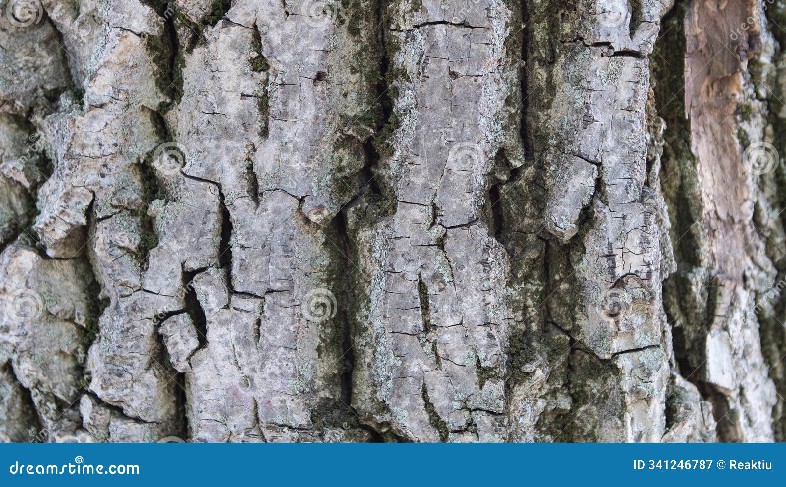 Texture Trunk Of An Old Olive Tree Natural Design Element. Texture Of A ...