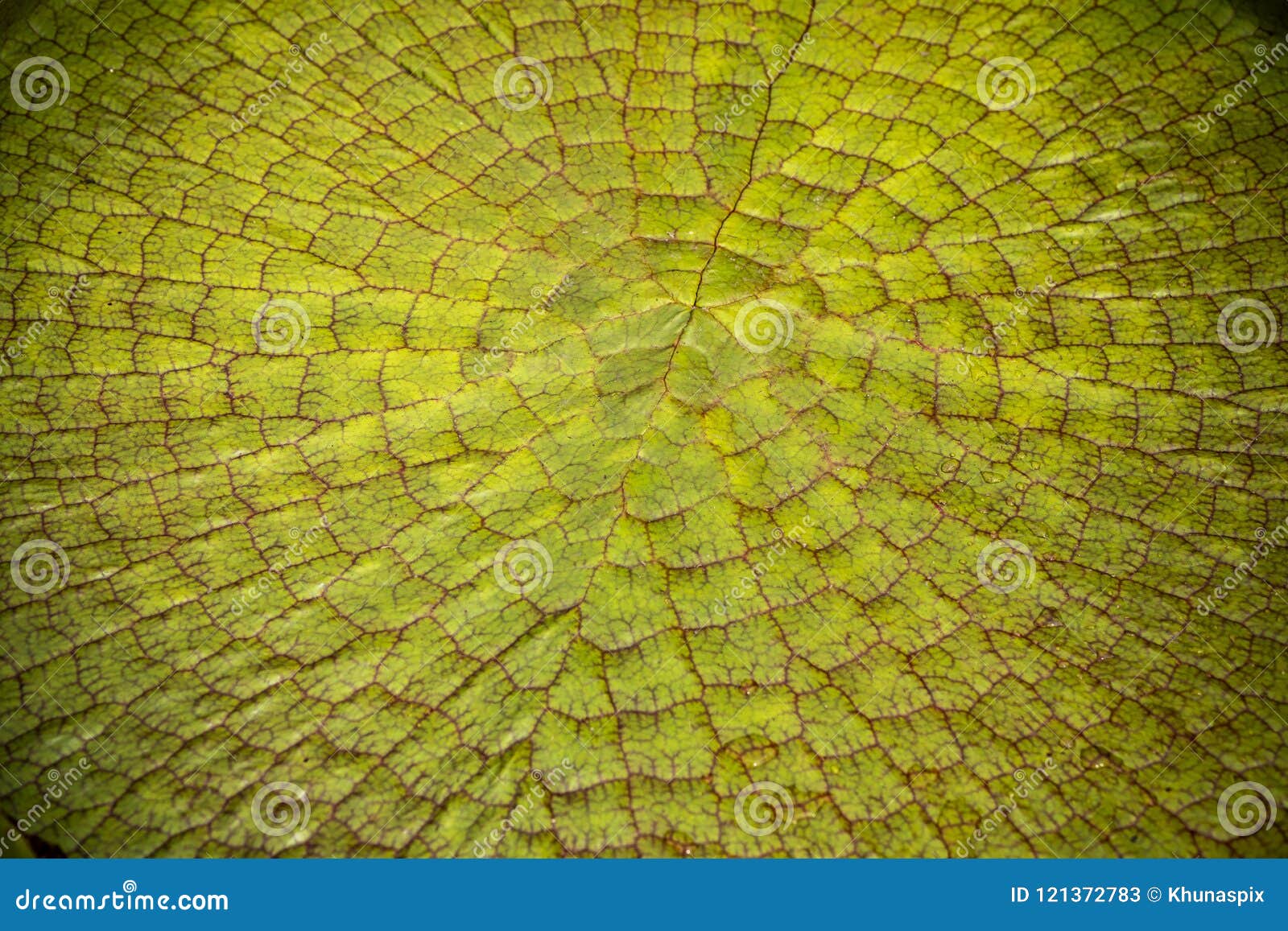 Close Up Texture of Victoria Lotus Leaves Stock Image - Image of ...