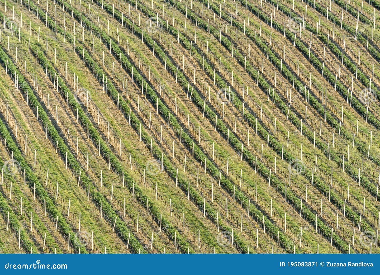 Close-up on the Texture of Vineyard Stock Image - Image of wavy, green ...