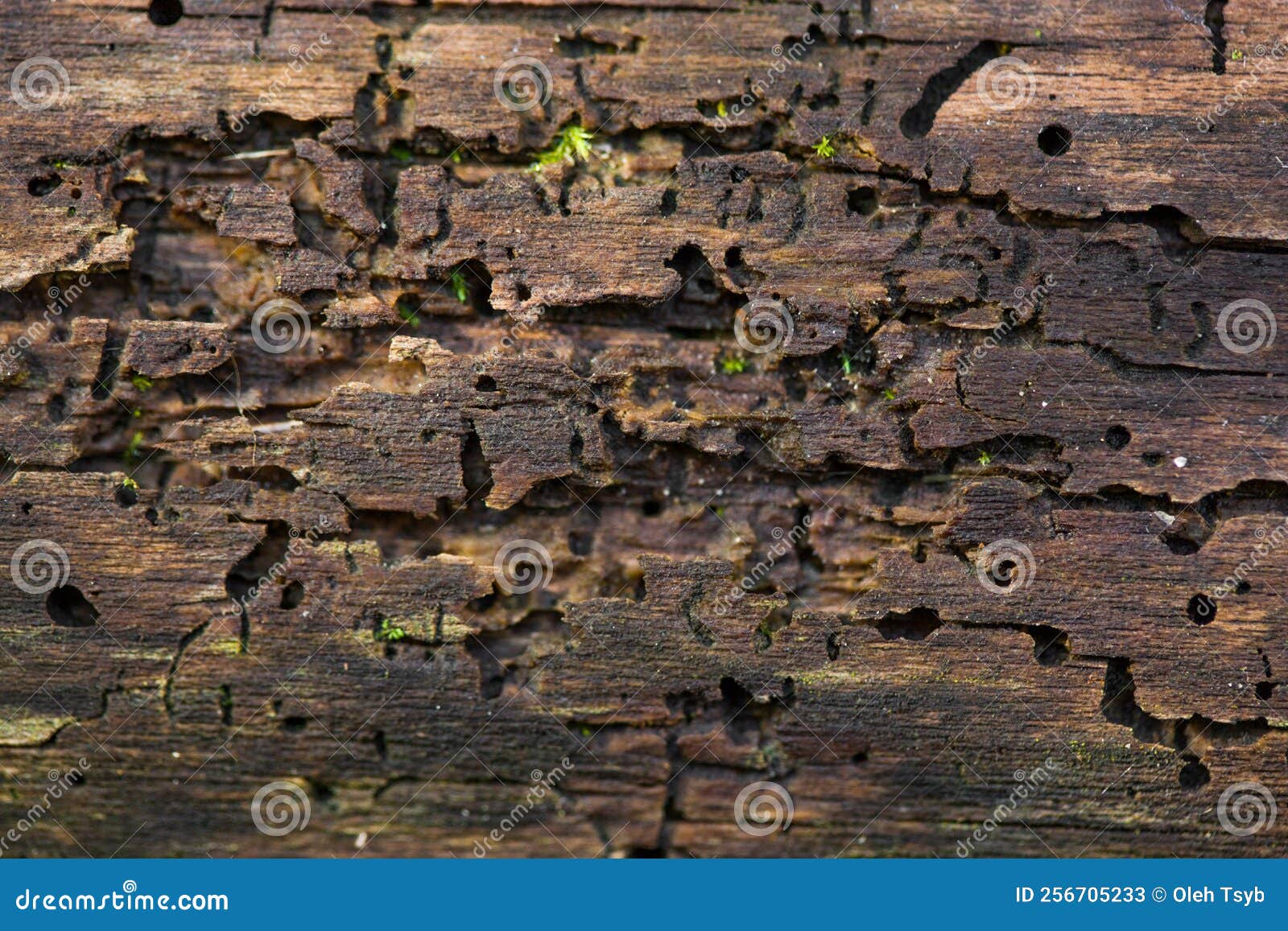 Close-up Texture of Wood, Damaged by Termites. Stock Image - Image of ...