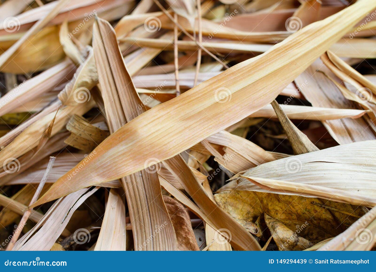 Texture of Yellow Dry Bamboo Leaves. Stock Image - Image of backdrop ...