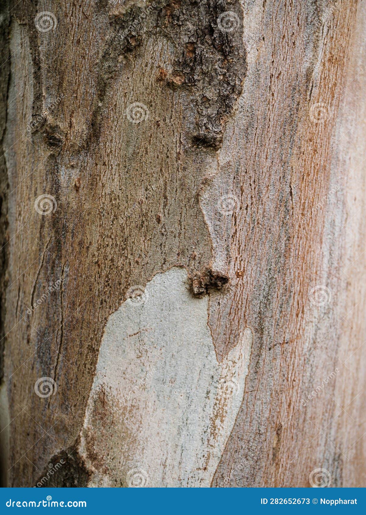 Close Up Textured of Eucalyptus Tree Stock Image - Image of fresh, tree ...