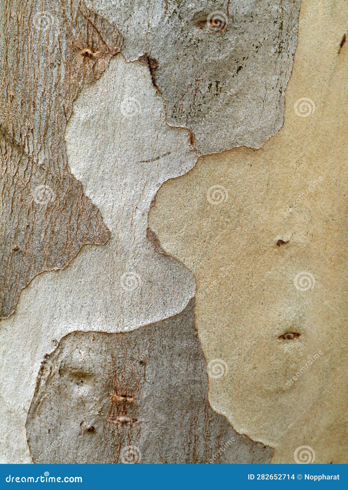 Close Up Textured of Eucalyptus Tree Stock Photo - Image of leaves ...