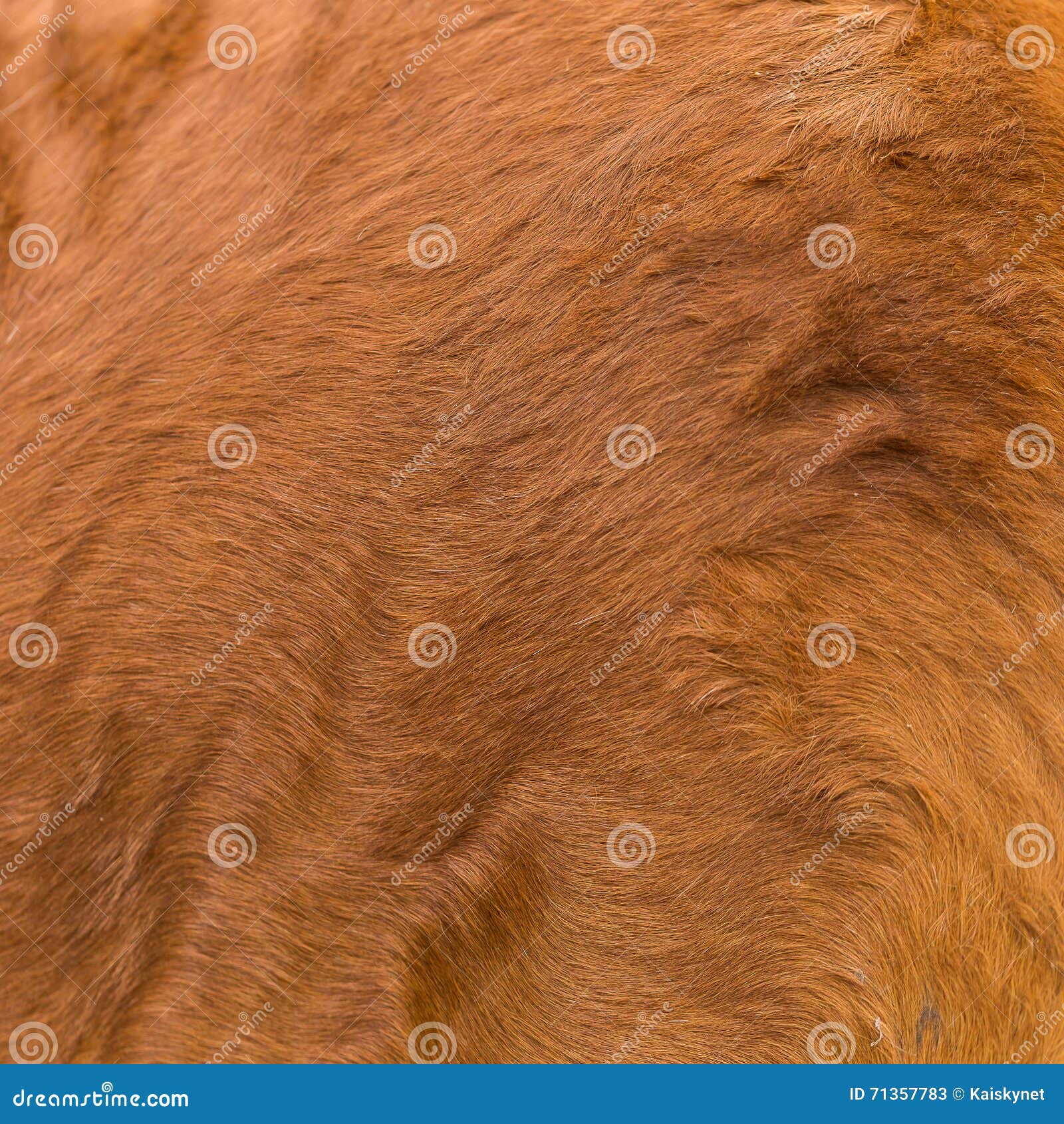 Close Up of Textured Pelt from a Brown Horse Stock Image - Image of ...
