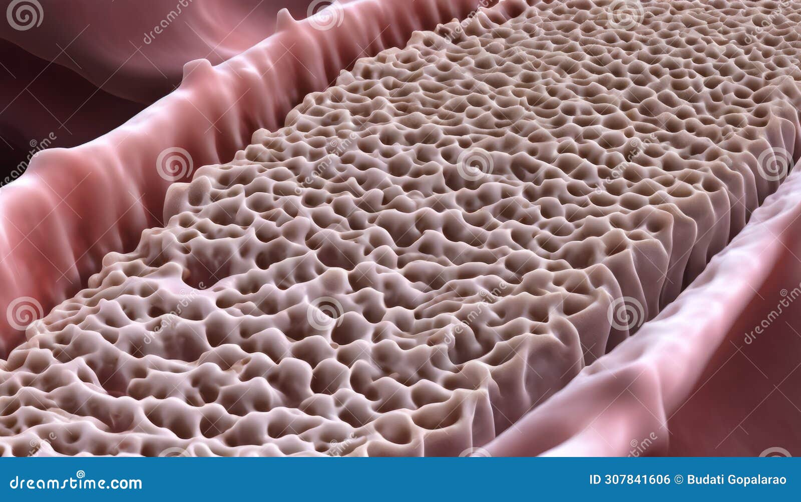 The Porous Structure. Organic Material. Structure Of The Mushroom ...