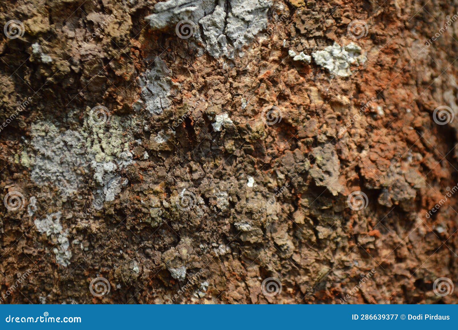 Close-up of Textured Tree Trunk in Forest Environment with Rough Bark ...