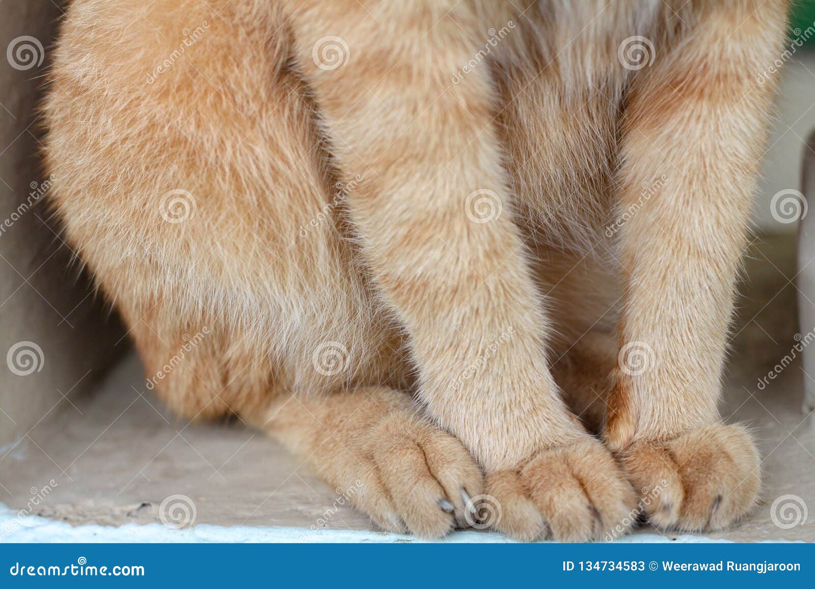 Close up Thai cat body. stock image. Image of hunter - 134734583