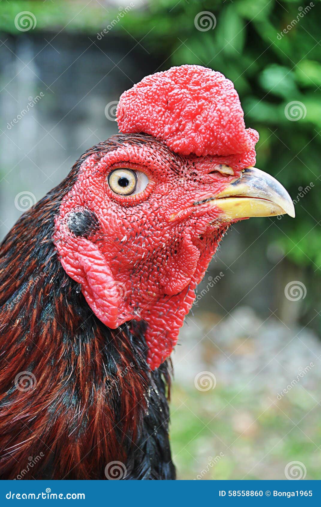 Close up Thai cockfight stock photo. Image of cockfight - 58558860