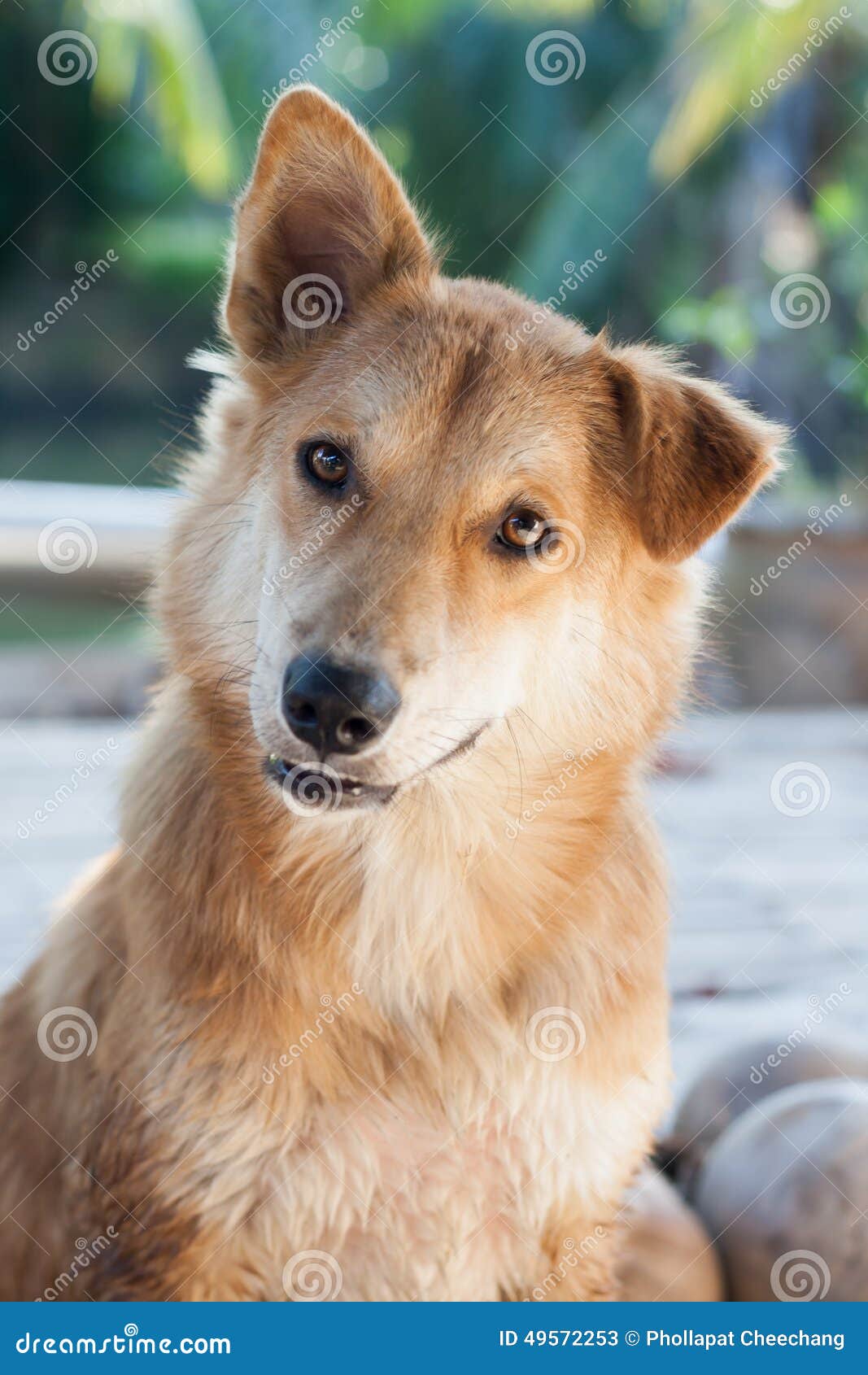 Close up thai dog stock image. Image of doggy, pedigree - 49572253