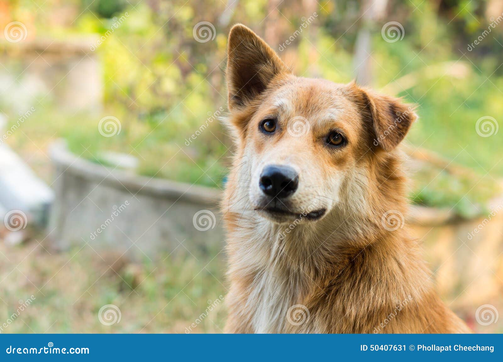 Close up thai dog stock image. Image of background, cute - 50407631