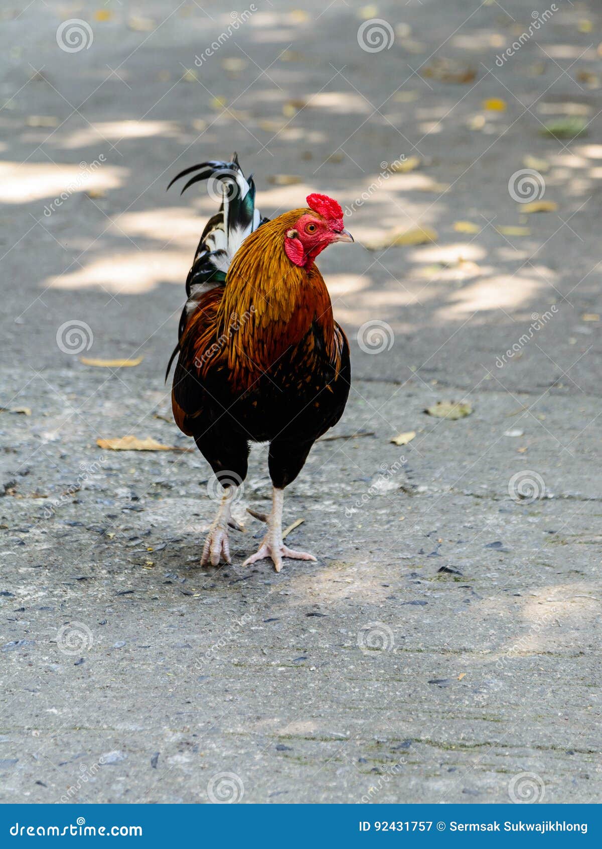 Close up Thai rooster. stock image. Image of feather - 92431757