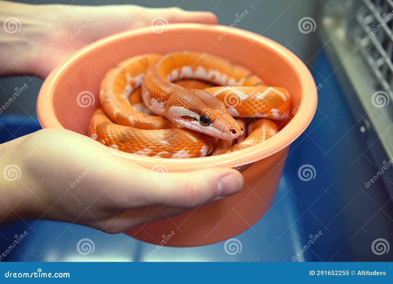 Close-up of a Therapy Snake Being Held in a Hygienic Container Stock ...