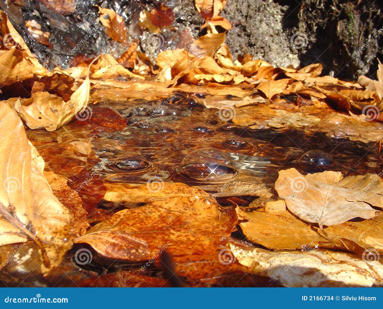 Close-up on a Thermal Spring Stock Photo - Image of morning, geyser ...
