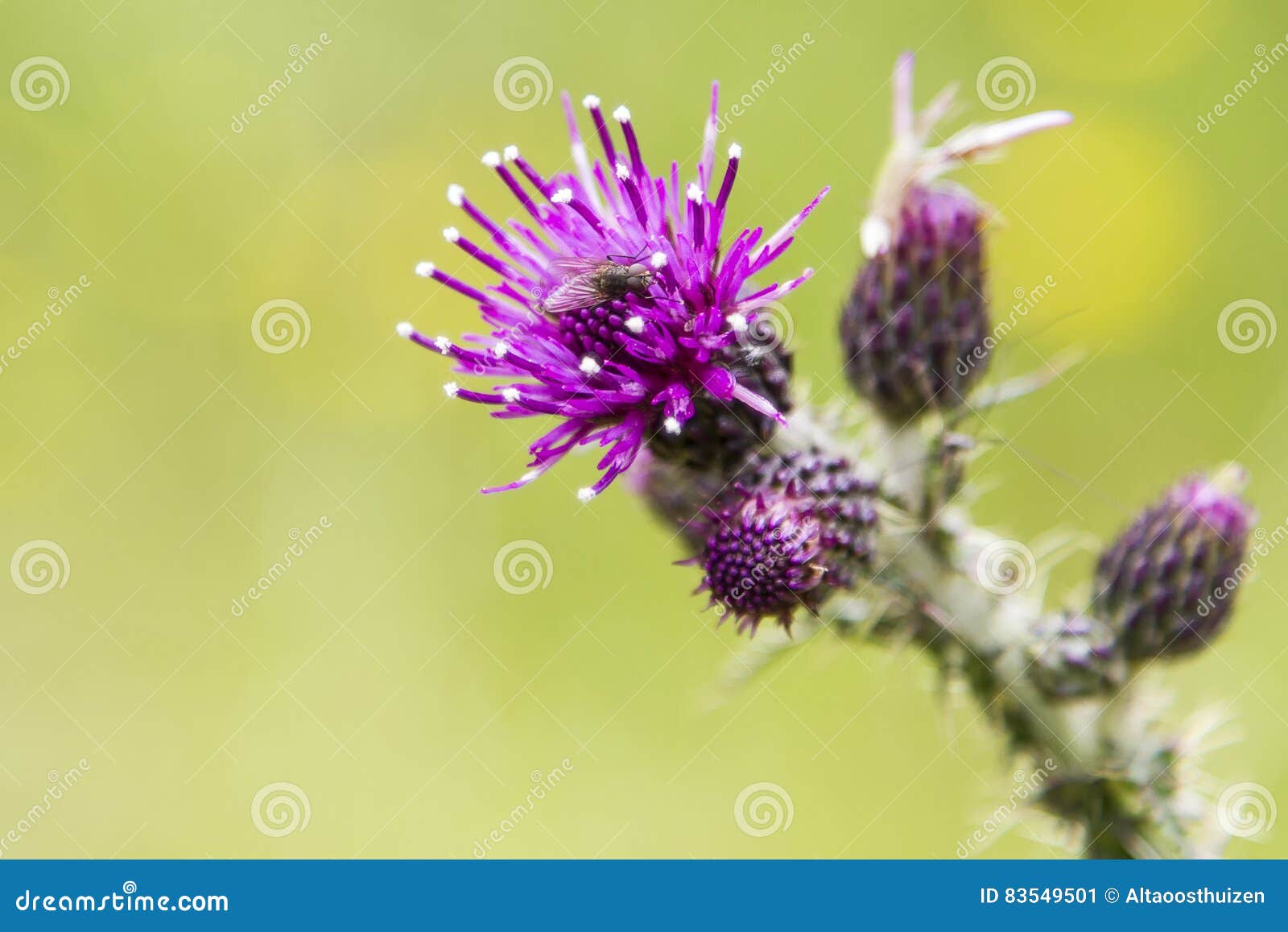 Close-up of a Thistle Bloom, the National Flower of Scotland Stock ...