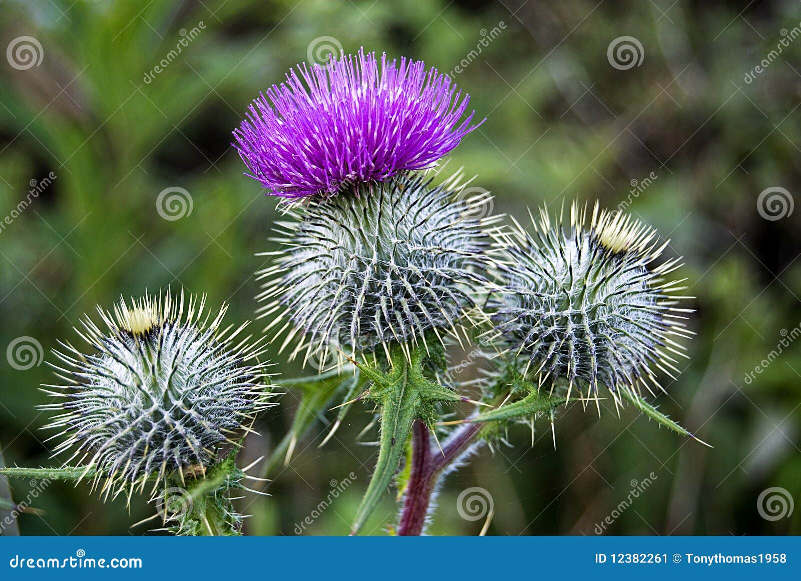 Close up of thistles stock image. Image of nettle, scottish - 12382261